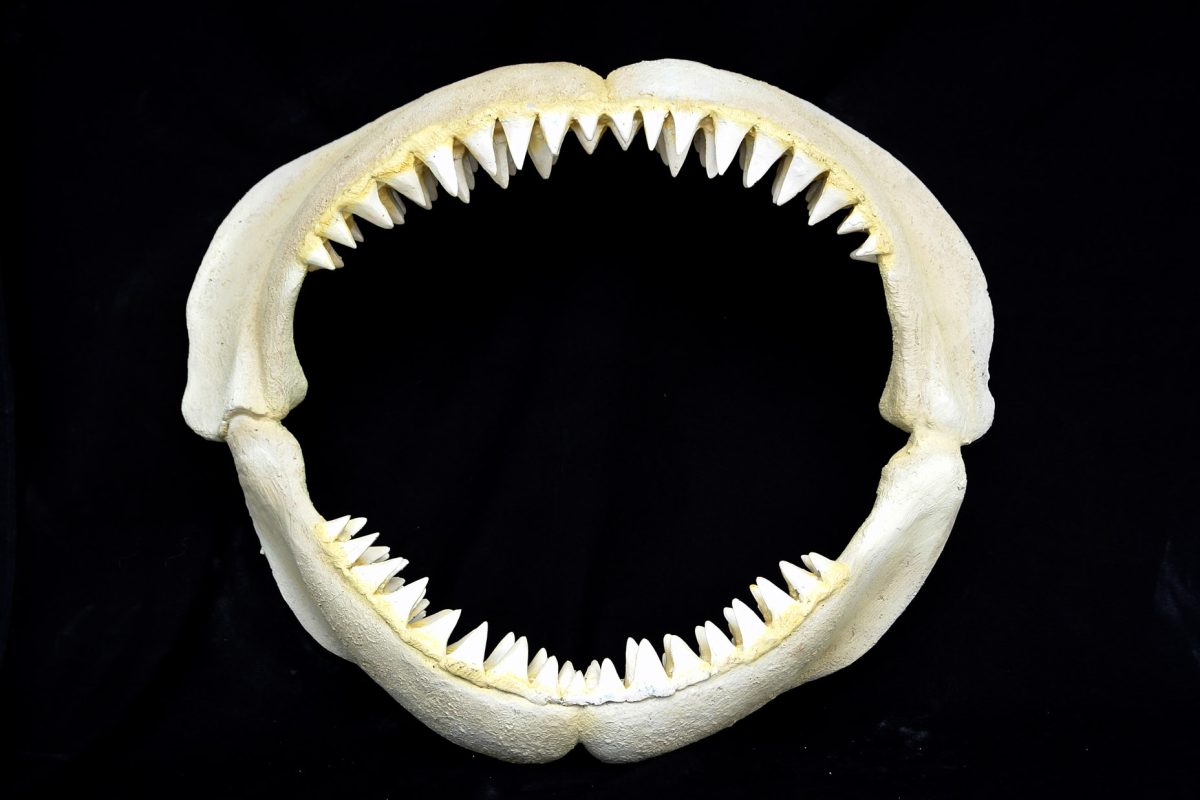 Great White Shark Jaws - Small | JR 2459